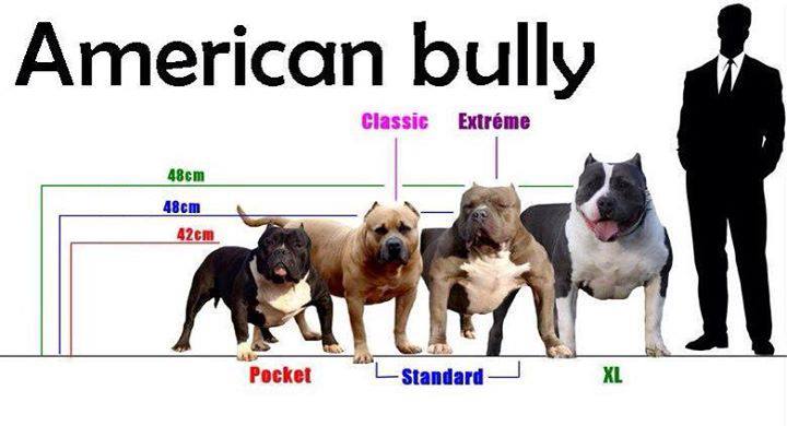 NoVACAIN Kennels: The American Bully & UKC......